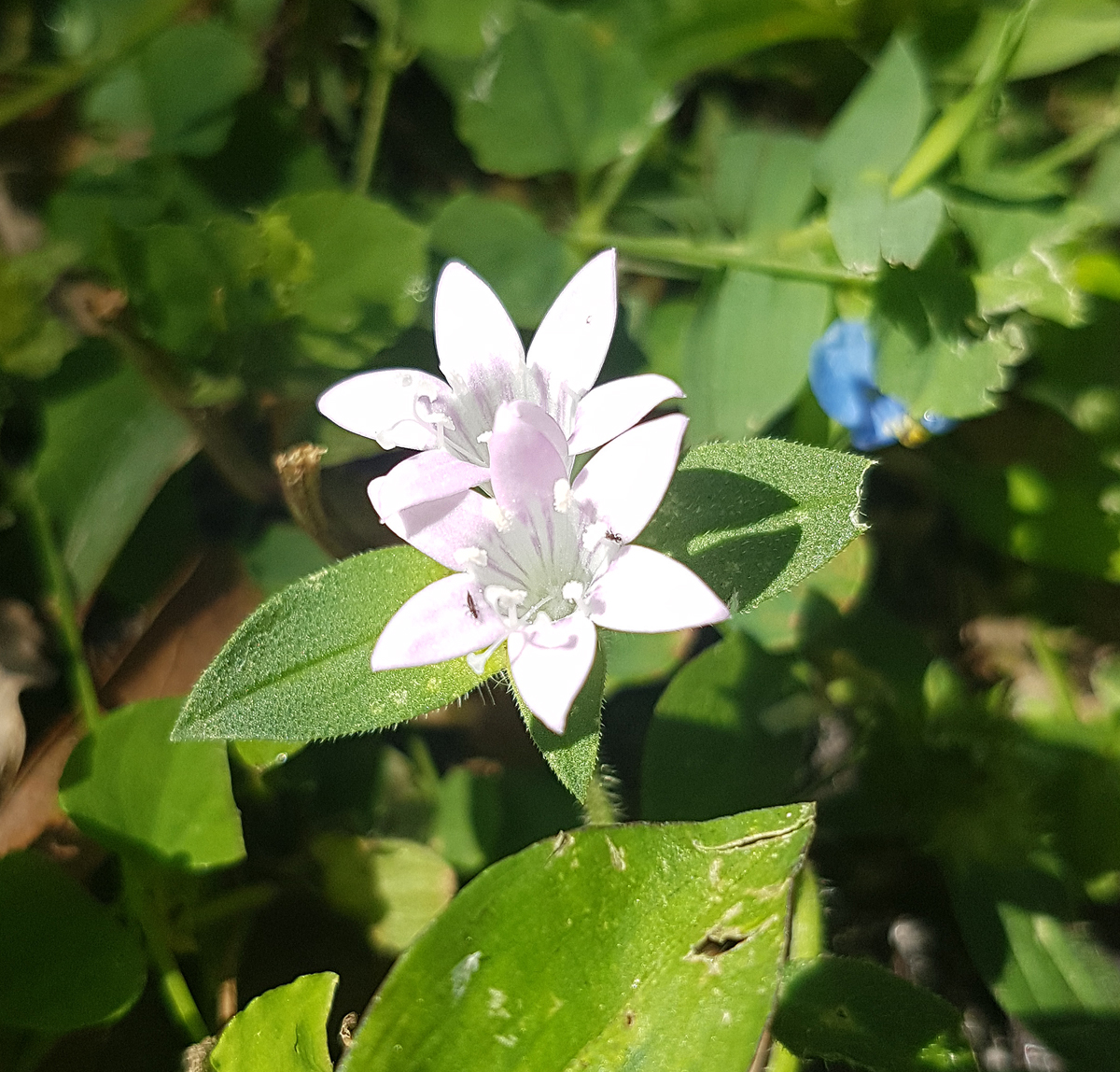 May all your weeds be wildflowers - Matty Nativeseed