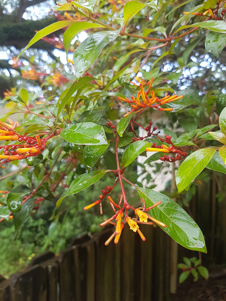 Another giveaway: Firebush - Matty Nativeseed