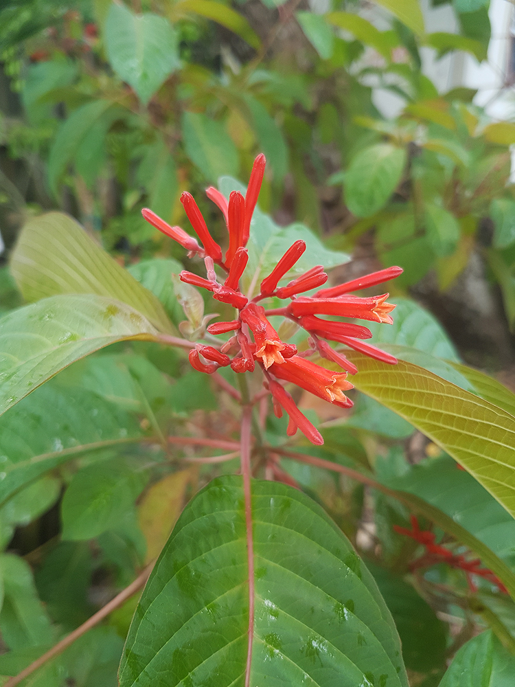 Another giveaway: Firebush - Matty Nativeseed