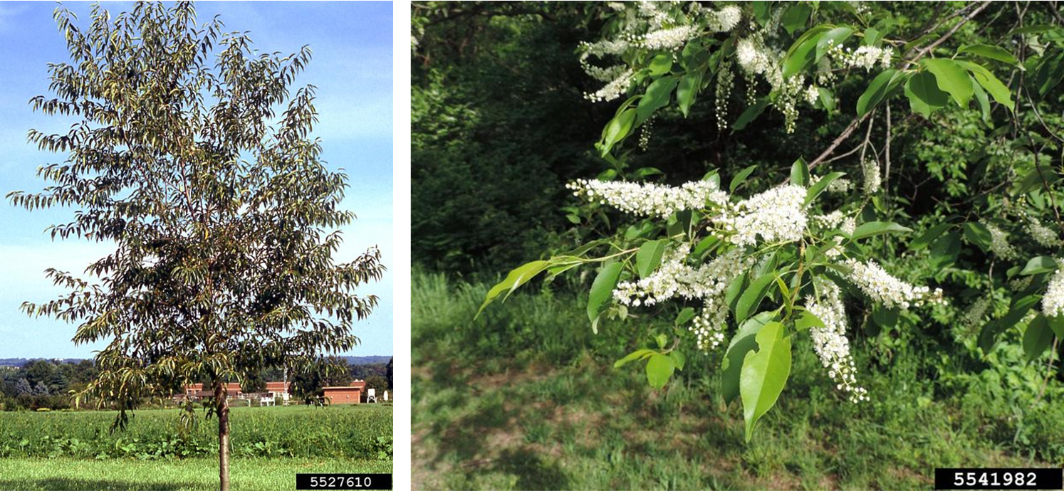 Black Cherry (Prunus serotina) - Matty Nativeseed