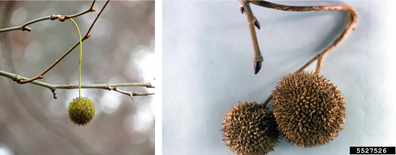 American Sycamore (Platanus occidentalis) - Matty Nativeseed